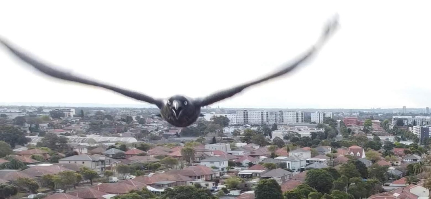 Raven on drone attack | DJI FORUM