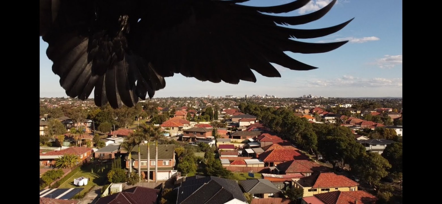 Raven on drone attack | DJI FORUM